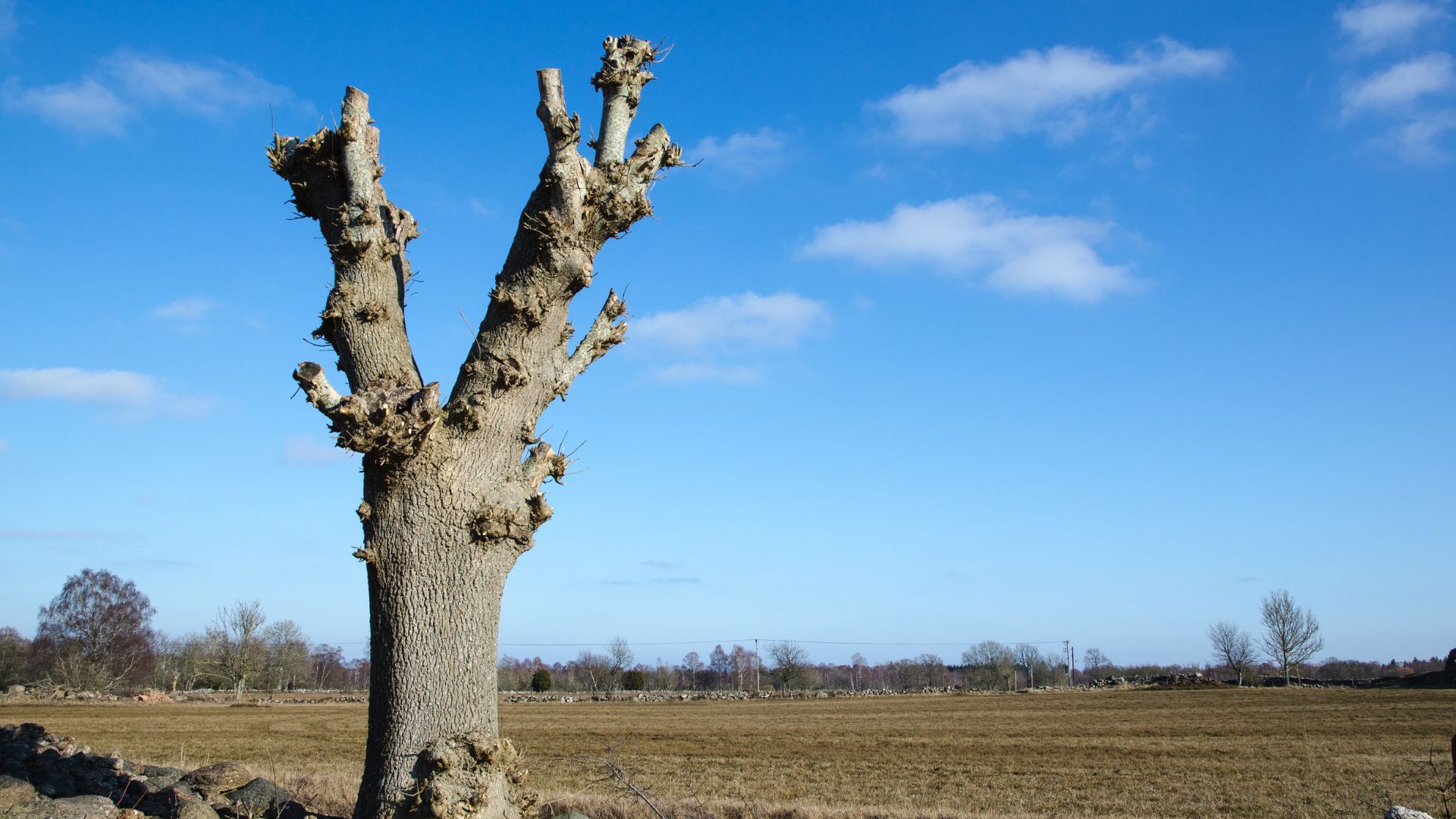 Understanding Tree Lopping: Best Practices and Why It Matters